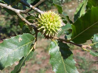 Macedonian oak - quercus macedonica (trojana) - Treebanks
